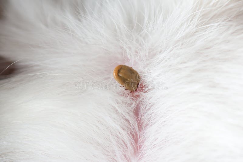 Ticks on dog stock photo. Image of dangerous, illness - 84243648