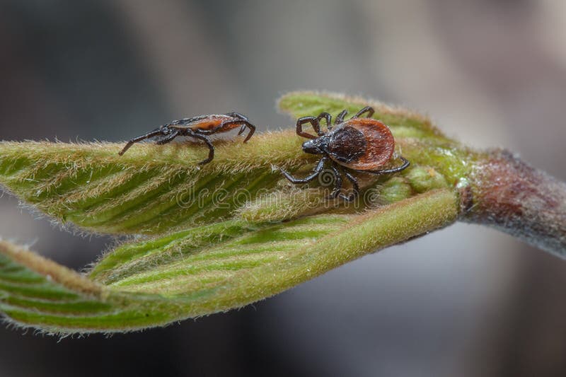 411 European Tick Stock Photos - Free & Royalty-Free Stock Photos from ...