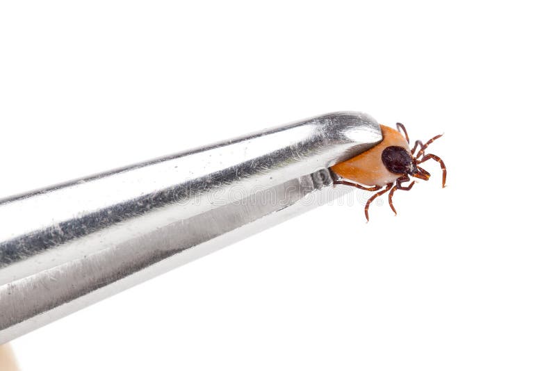 Lone star tick insect stock photo. Image of male, ticks - 21818240
