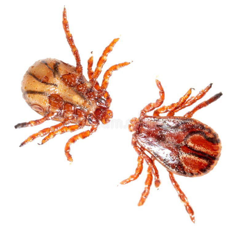 Ticks Isolated on White Background. Macro Stock Image - Image of mite ...