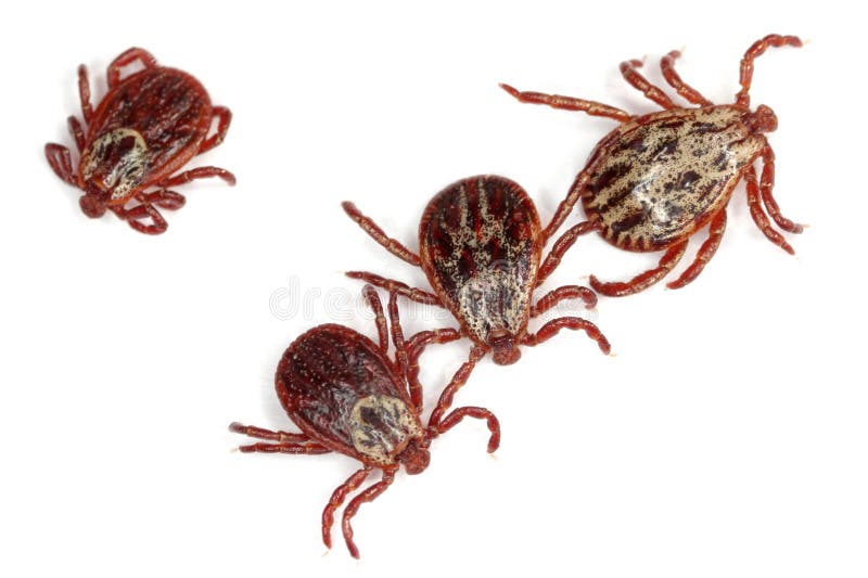 African Red Mite Durian Stock Photos - Free & Royalty-Free Stock Photos ...