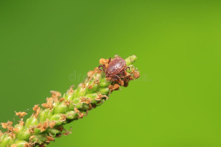 Ticks on plant stock image. Image of acari, nature, arachnida - 390145477