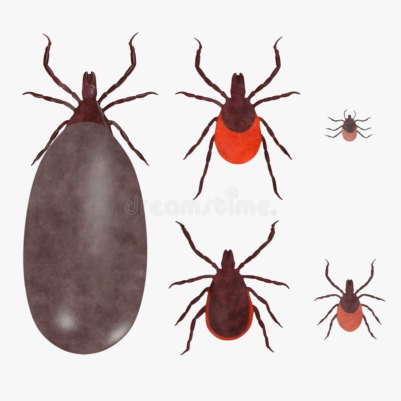 Ticks set stock illustration. Illustration of legged - 23531259