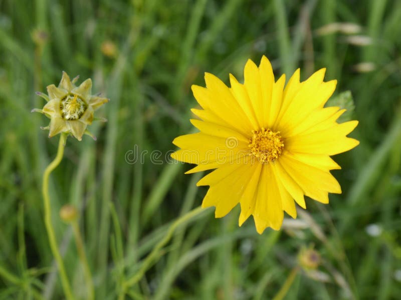 Tickseed Coreopsis Wildflower in Bloom. Stock Image - Image of natural ...