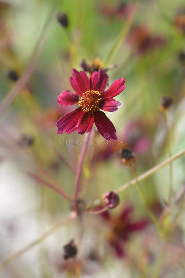 Tickseed Red Satin stock image. Image of summer, flower - 193691607