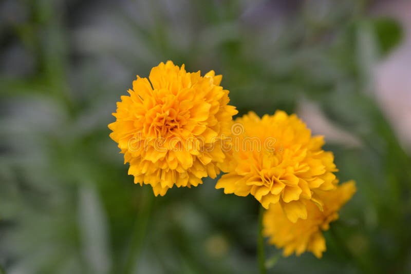 Tickseed Solena Compact Gold Stock Photo - Image of green, gold: 189240276