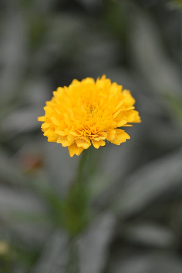 Tickseed Solena Compact Gold Stock Image - Image of plant, gold: 189647215