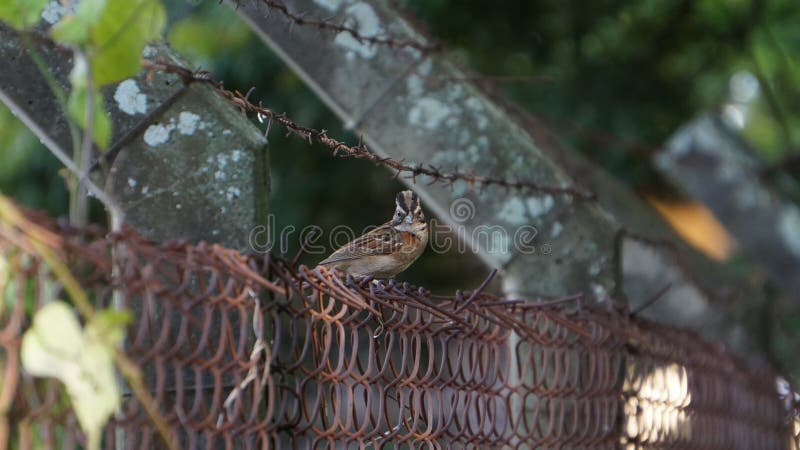 Tico Tico - Zonotrichia Capensis Stock Image - Image of bird, capensis ...