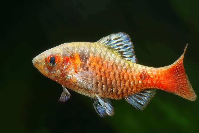Ticto barb stock photo. Image of goldfish, freshwater - 69367522