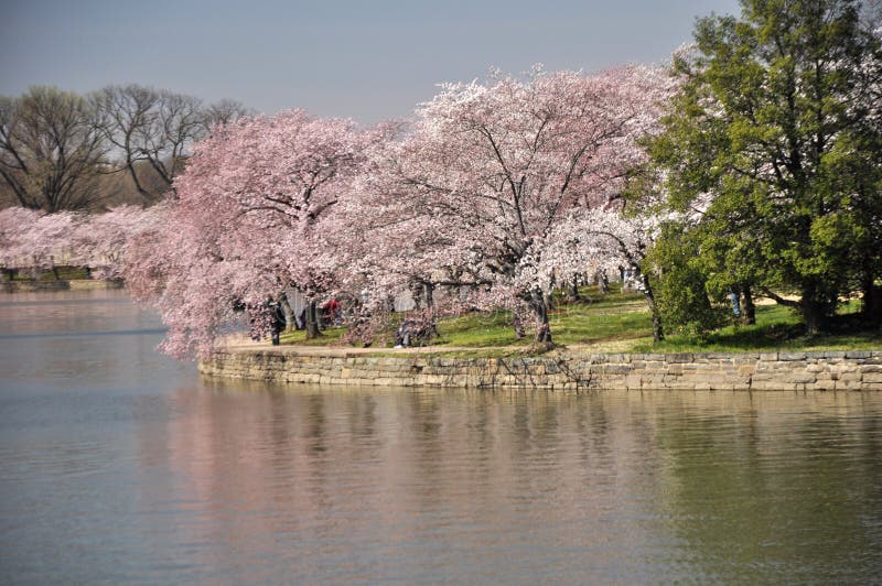 Tidal Basin Walk Path and Cherry Blossoms Stock Photo - Image of ...