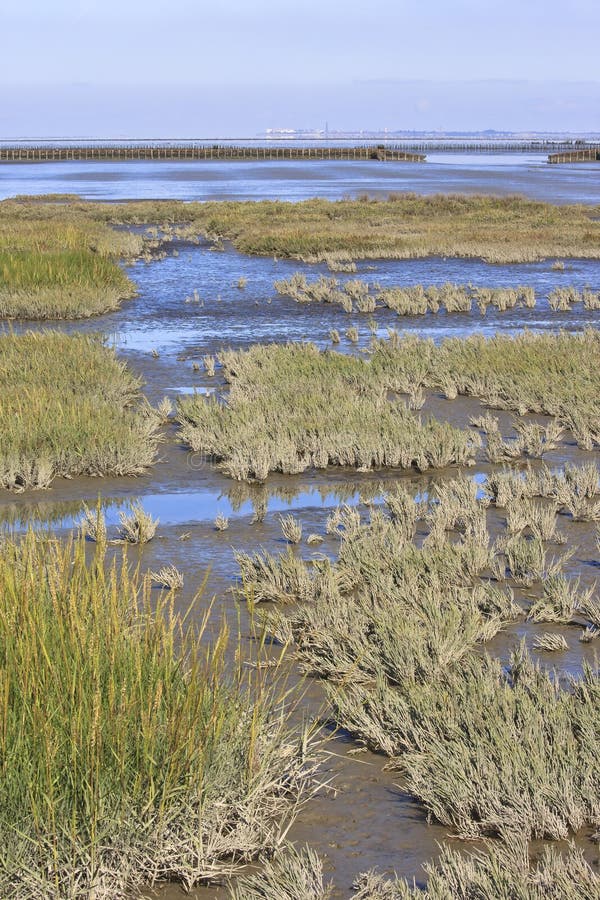 Tidal Influence, Waddenzee in the Netherlands Stock Photo - Image of ...