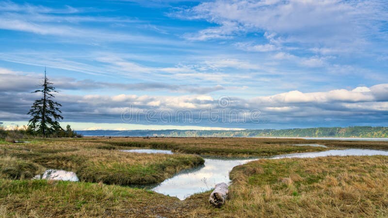 Tidal Lands Marsh on Puget Sound Stock Image - Image of meadow ...