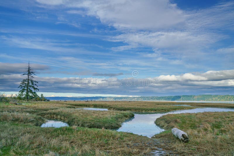 Tidal Lands Marsh on Puget Sound Stock Image - Image of landscape ...