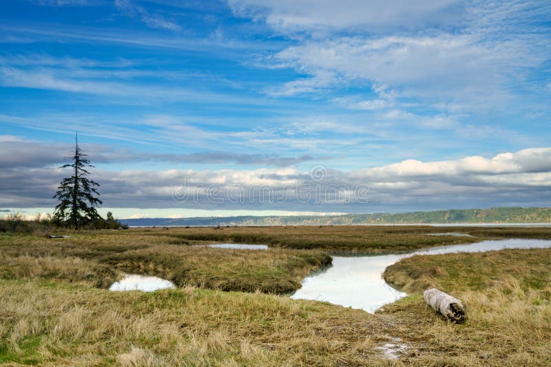 Tidal Lands Marsh on Puget Sound Stock Photo - Image of clouds, forest ...