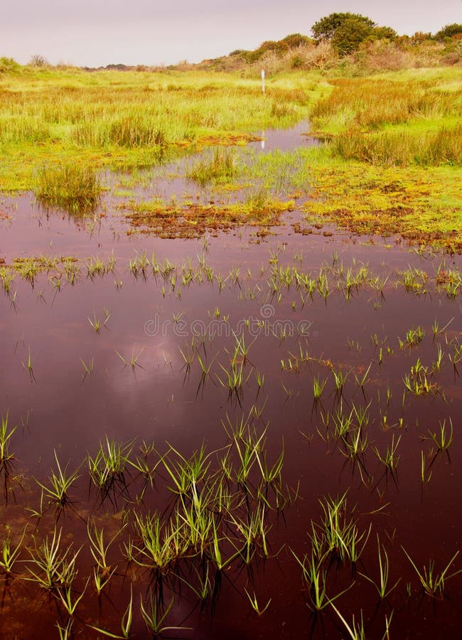 Tidal marsh stock image. Image of green, scenic, grass - 6174177