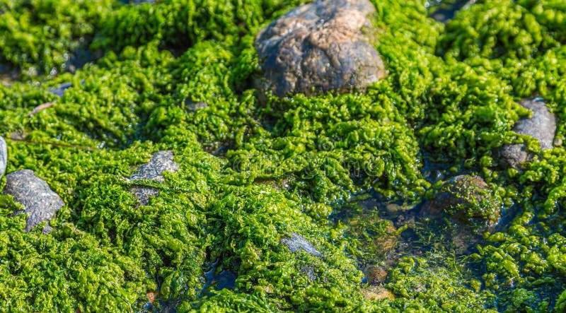 Tidal Pool Moss stock photo. Image of tourism, coast - 159827646