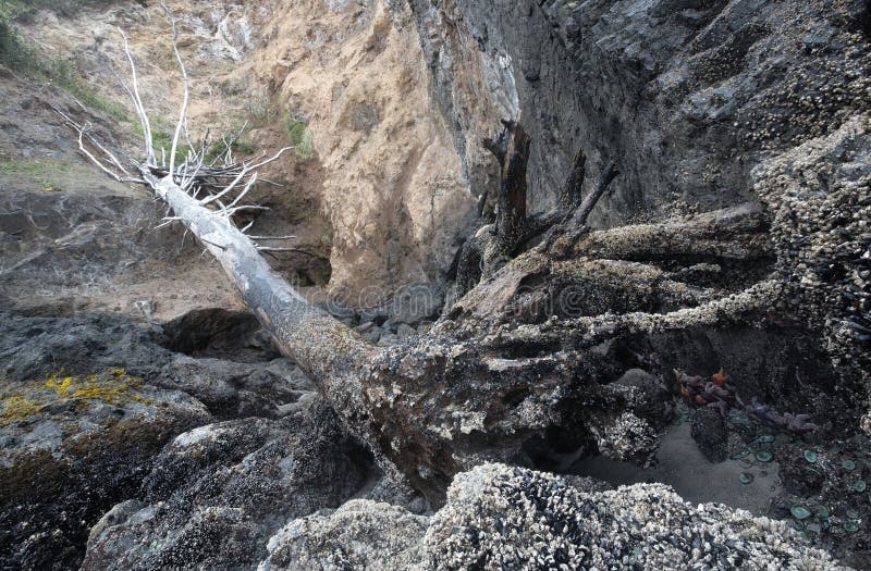 Tidal Pool with Tree at Low Tide Stock Photo - Image of bivalve ...
