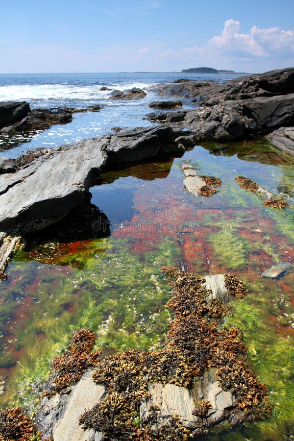 Tidal pools stock photo. Image of ocean, plant, rocky - 26811860