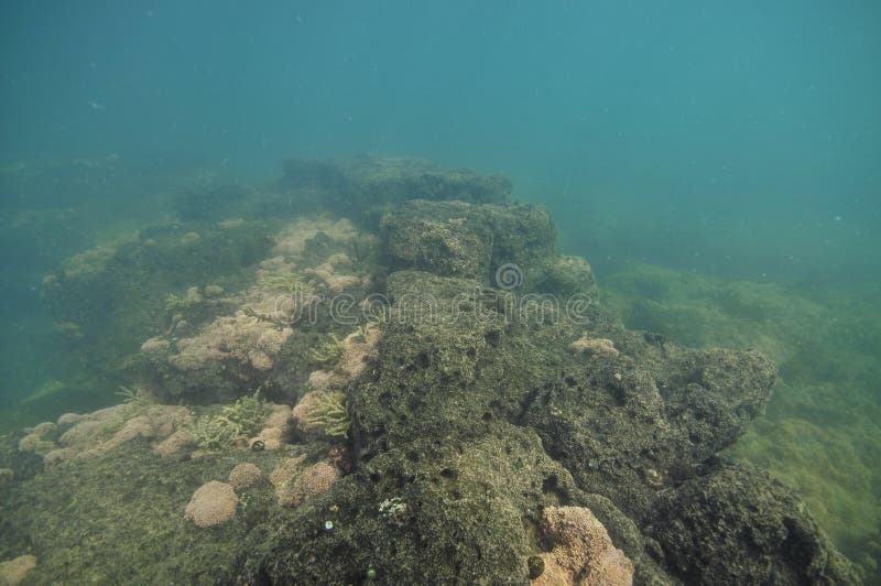 Tidal Rocky Platform Underwater Stock Image - Image of rock, shallow ...
