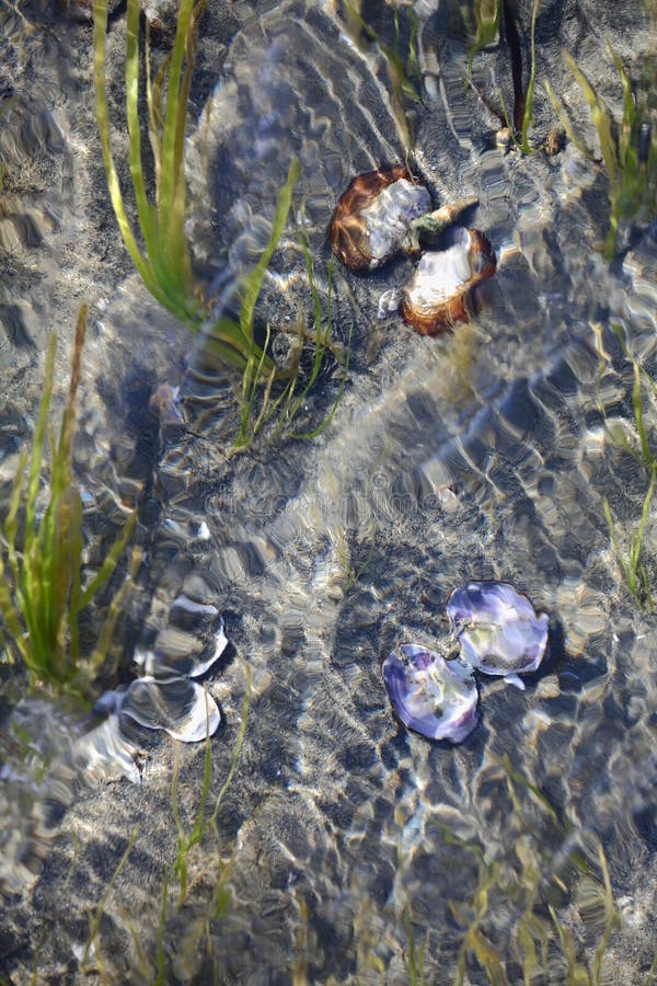 Tidal Shallows stock photo. Image of shell, tide, coastline - 32295288