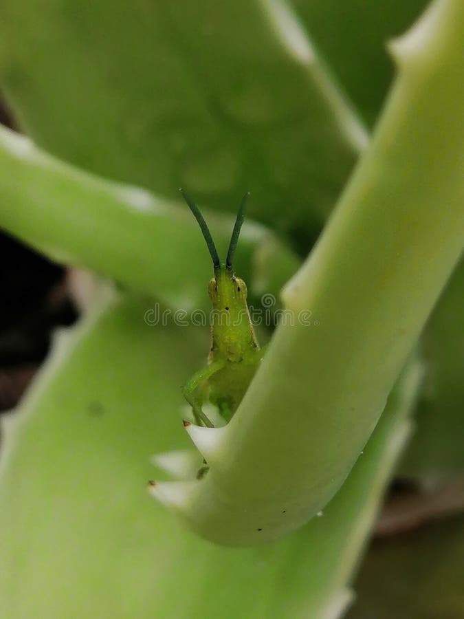 Tiddi Stock Photos - Free & Royalty-Free Stock Photos from Dreamstime