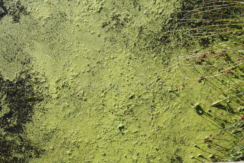 Tide of green algae stock image. Image of reed, texture - 98941605