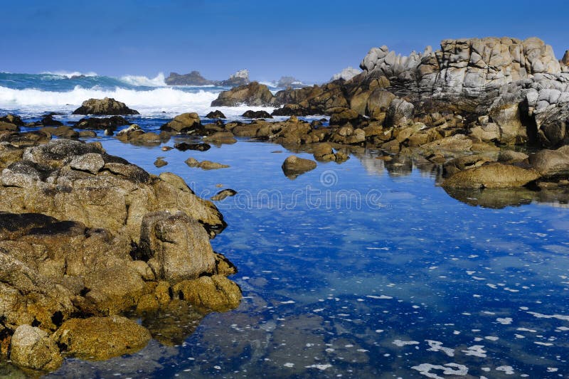 Tide Pool Ecosystem stock image. Image of barnacles, seaweed - 28139