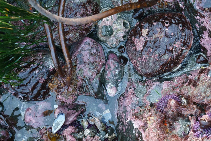 Tide pool ecosystem stock image. Image of ecosystem - 260122391