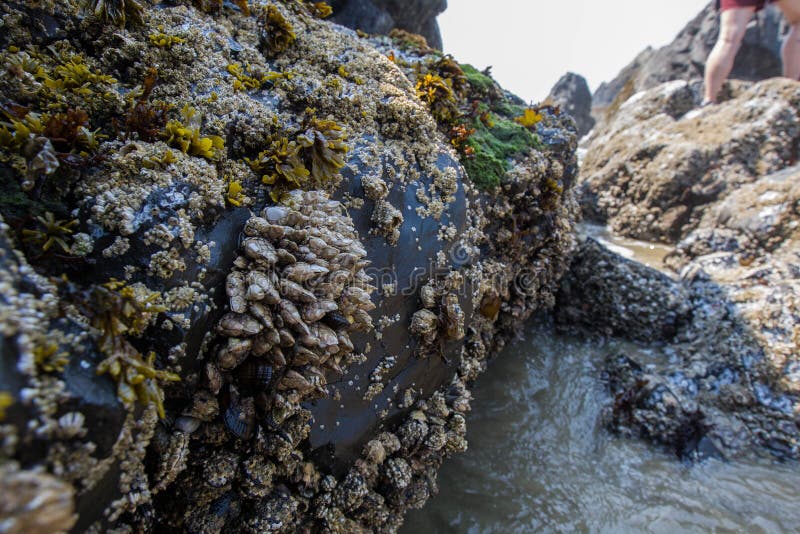 Tide pool stock image. Image of close, francisco, closeup - 193163657