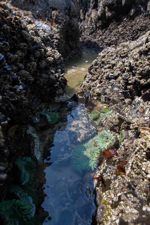 312 Tide Pool Animals Stock Photos - Free & Royalty-Free Stock Photos ...