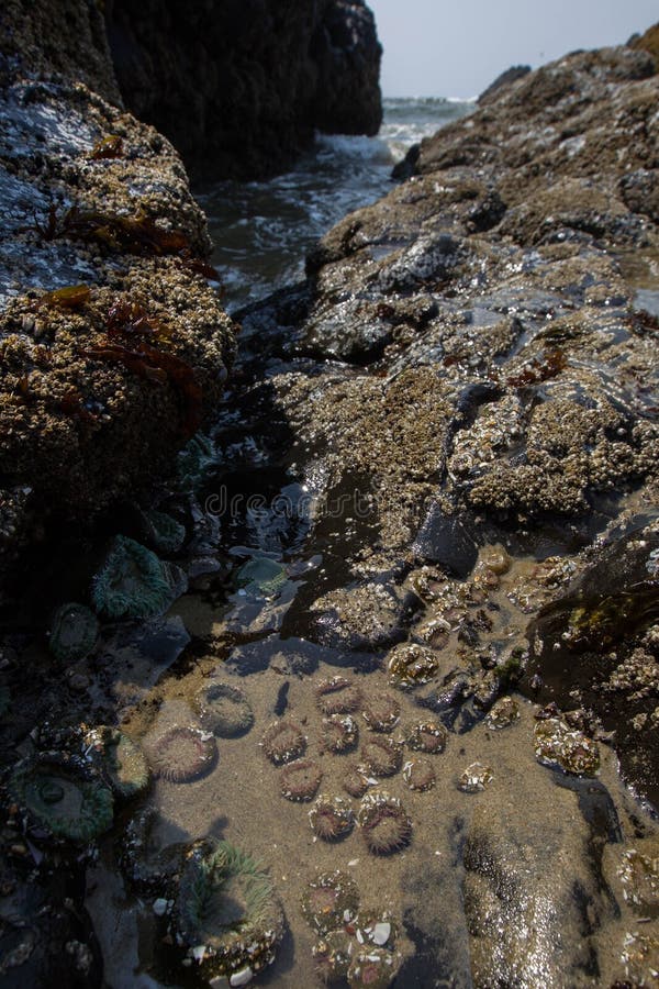 Tide pool stock image. Image of cute, environment, isolated - 193163661