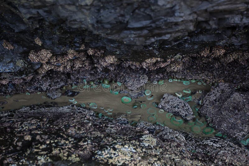 Tide pool stock image. Image of beautiful, harbor, blue - 193163665