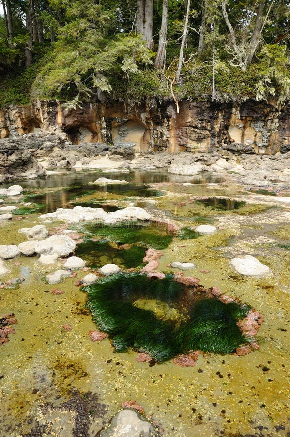 Tide pools stock image. Image of animal, beach, stone - 14789759