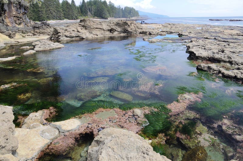 Tide pools stock image. Image of marine, pools, shoreline - 14814989