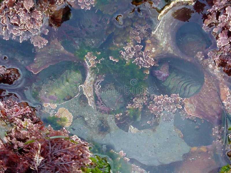 Tide Pools 4 stock photo. Image of - 91790142
