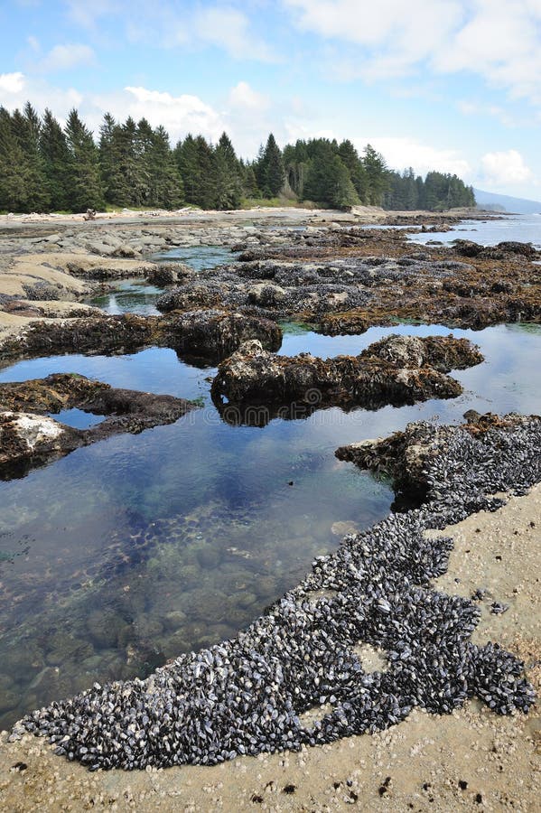 Tide pools on beach stock image. Image of life, island - 15493563
