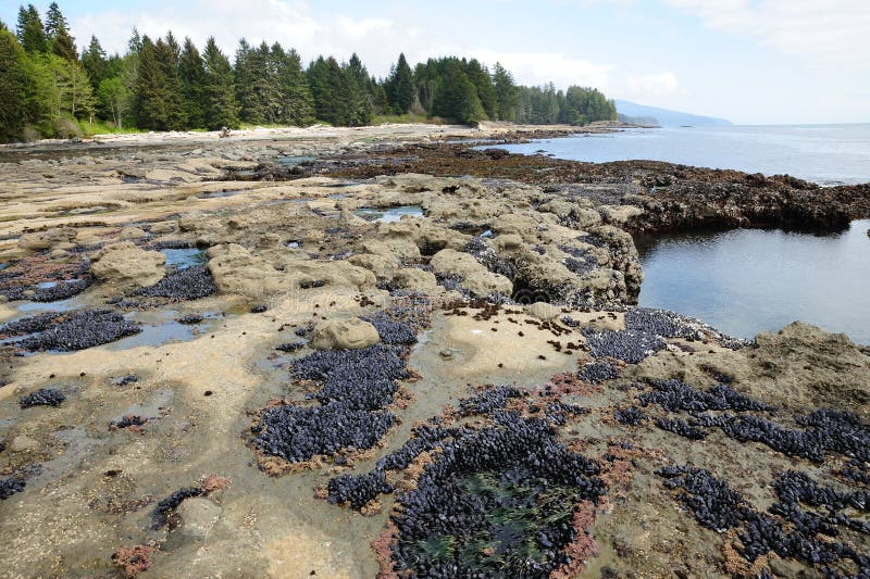Tide pools on beach stock photo. Image of seafront, provincial - 16222536