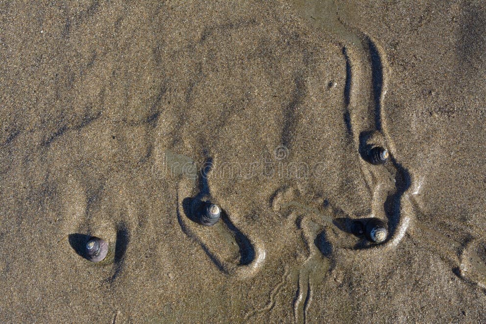 Seashells on wet sand stock image. Image of small, brown - 371257651