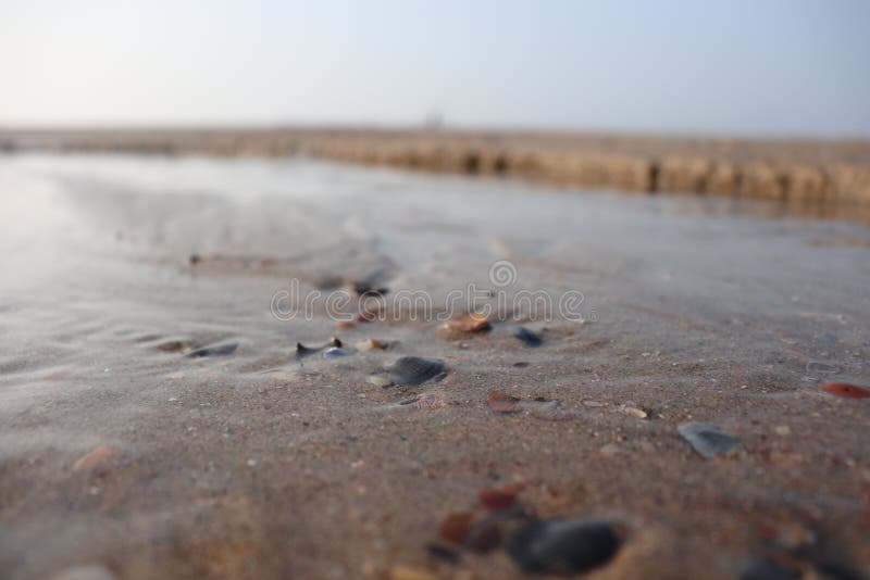 Seashell on the Dutch Shore, Resembling the Logo of a Large Dutch Oil ...