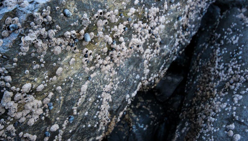 Tidepool Boulders with Barnacles Stock Image - Image of barnacle ...