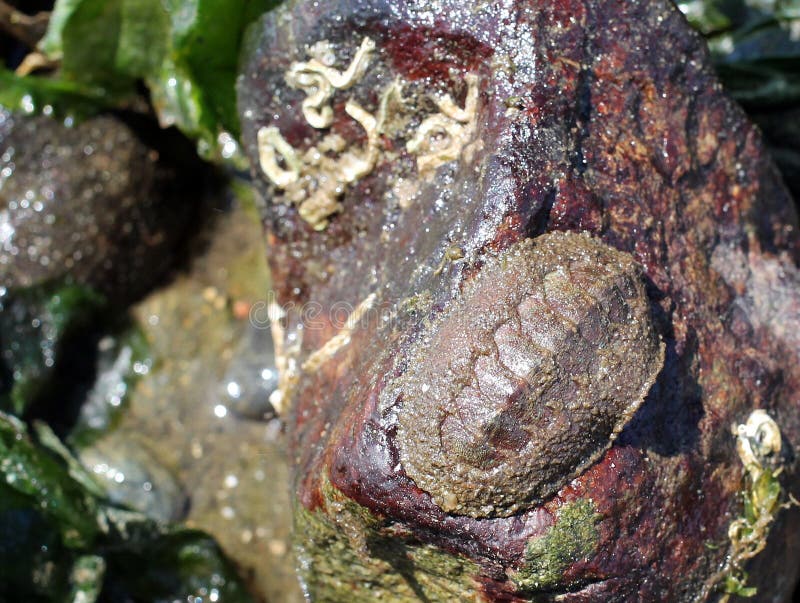 Tidepool Creatures - Chiton Stock Photo - Image of tide, creature: 32562112
