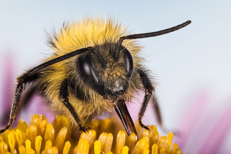 Tidig Humla, Humla, Bombuspratorum Arkivfoto - Bild av stänga, ontario ...