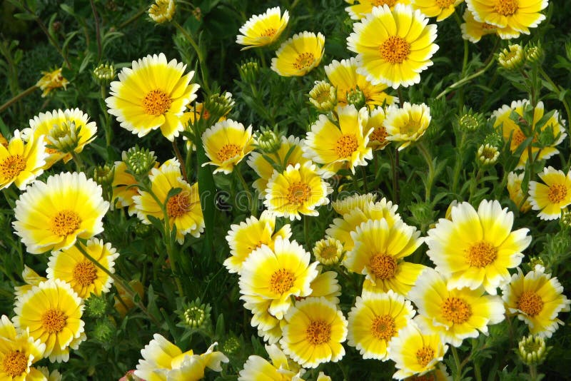 Tidy-tips stock image. Image of yellow, plant, freephotos - 86691807