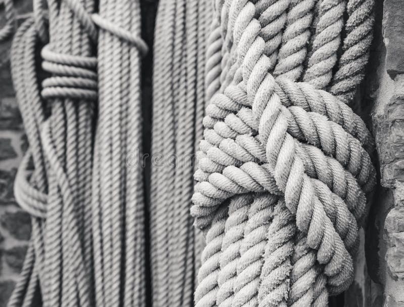 A Tied Rope Hangs among Other Ropes of Different Thicknesses. Black and ...