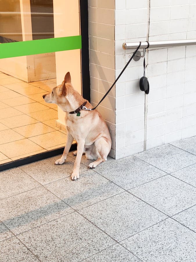 Tied Sad Dog Outside a Store, No Dogs Allowed, Market Stock Photo ...