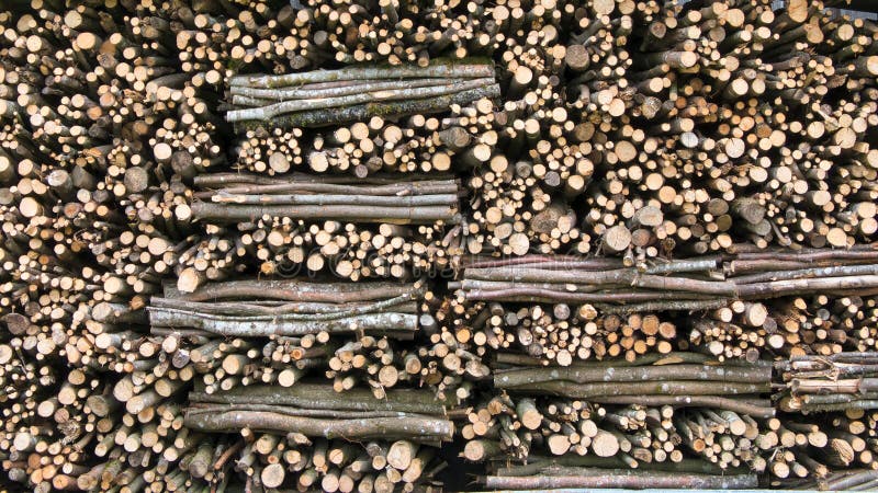 Tied and stacked firewood. stock photo. Image of ecology - 198678212