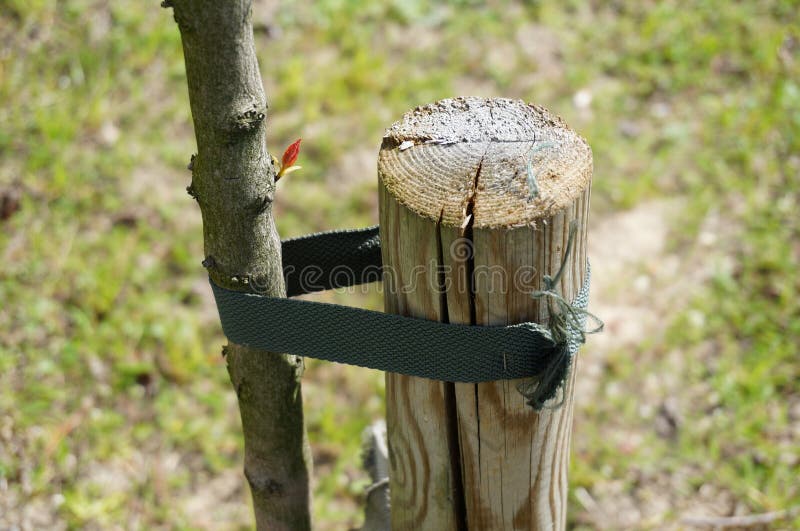 Tied tree stock photo. Image of tree, park, tied, pole - 44770032