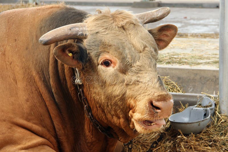 Tied Up Bull Laying on the Ground Stock Photo - Image of country ...