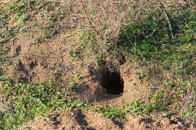 Loch in der Erde auf Wiese stockfoto. Bild von boden - 54251970