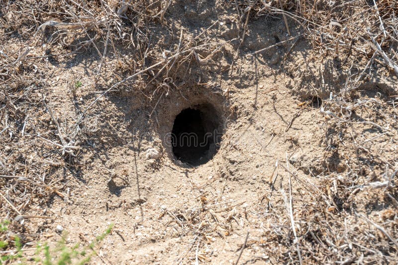 Loch in der Erde auf Wiese stockfoto. Bild von boden - 54251970